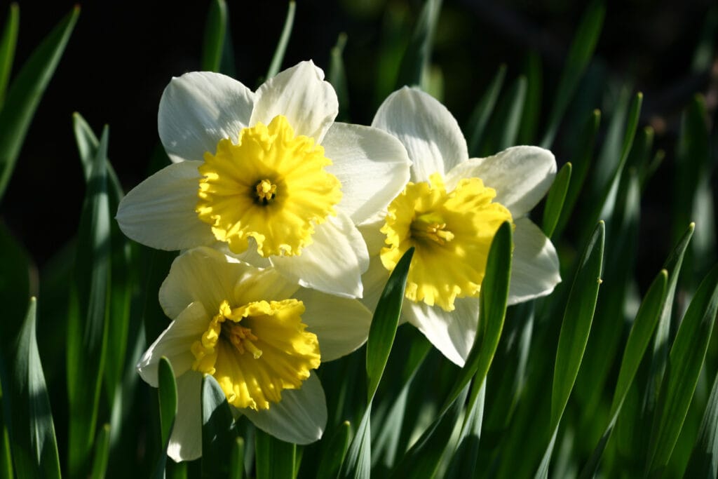 Le narcisse : guide complet de plantation et d'entretien au jardin