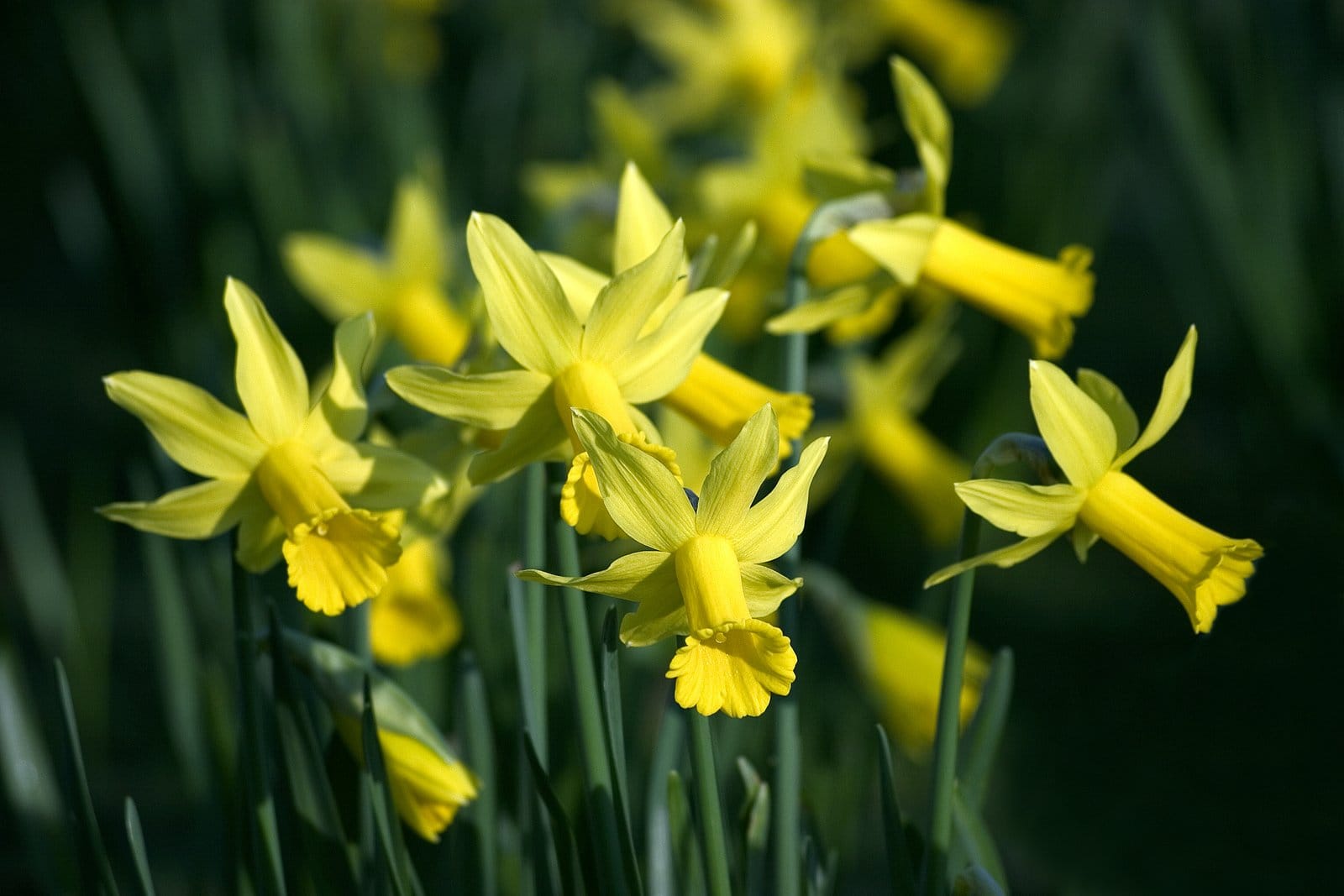 Le narcisse : guide complet de plantation et d'entretien au jardin